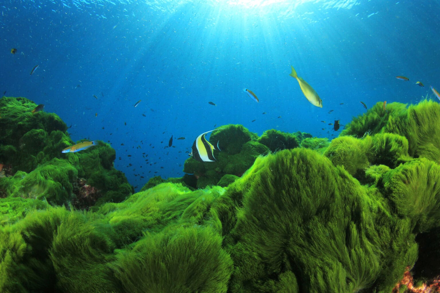 Gilbert Morgan Smith Medal – NAS