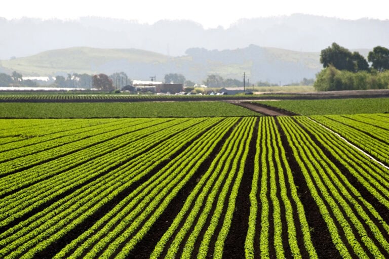 NAS Prize in Food and Agriculture Sciences – NAS